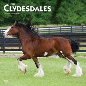 clydesdales | 2023 12 x 24 inch monthly square wall calendar | browntrout | animals horses