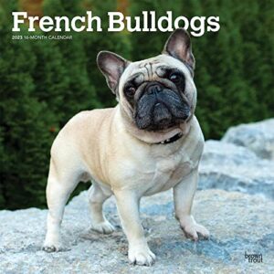 french bulldogs | 2023 12 x 24 inch monthly square wall calendar | browntrout | animals dog breeds dogdays