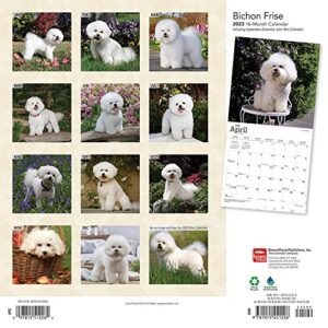 Bichon Frise | 2023 12 x 24 Inch Monthly Square Wall Calendar | Foil Stamped Cover | BrownTrout | Animals Dog Breeds DogDays