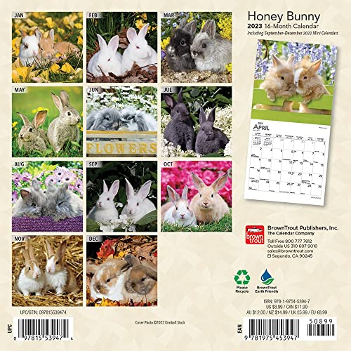 Honey Bunny | 2023 7 x 14 Inch Monthly Mini Wall Calendar | BrownTrout | Domestic Small Cute Animals