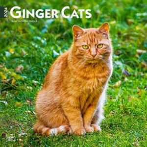 ginger cats | 2024 12 x 24 inch monthly square wall calendar | browntrout | animals kittens feline pets