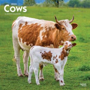 cows | 2023 12 x 24 inch monthly square wall calendar | browntrout | domestic farm animals