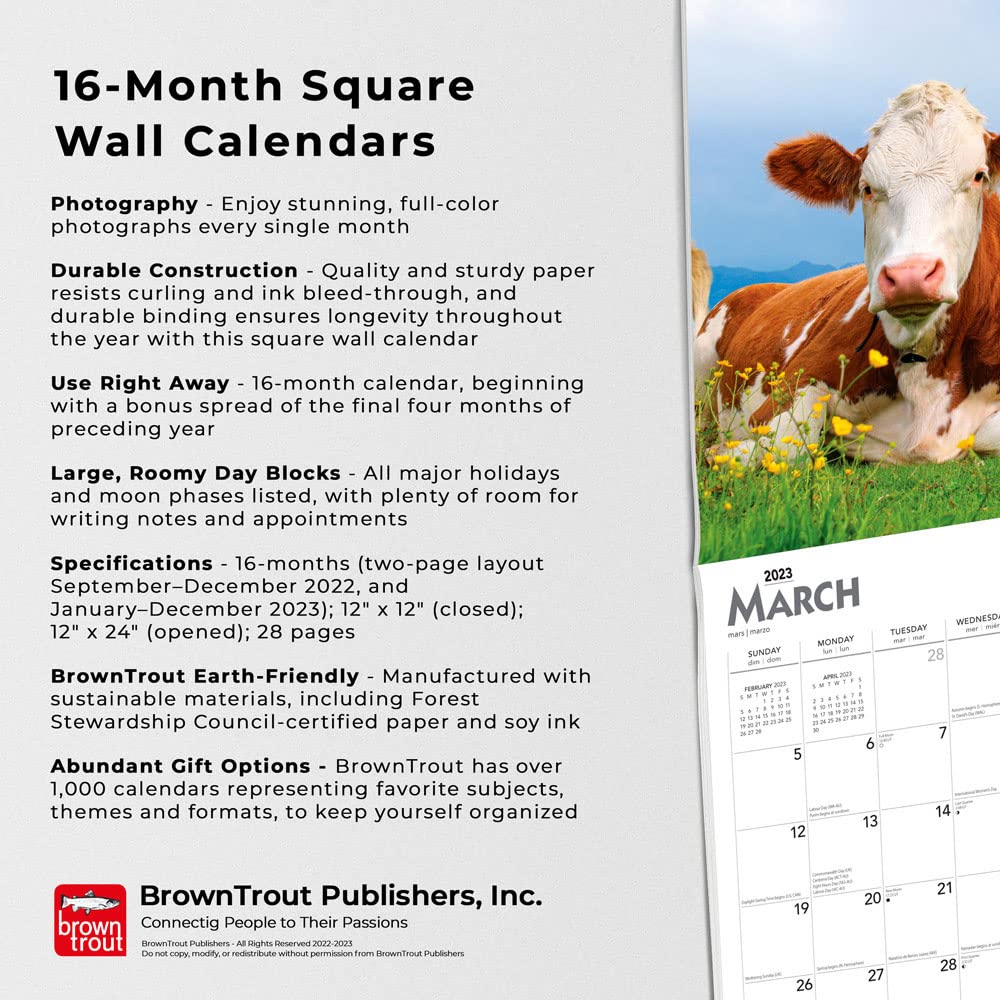 Cows | 2023 12 x 24 Inch Monthly Square Wall Calendar | BrownTrout | Domestic Farm Animals