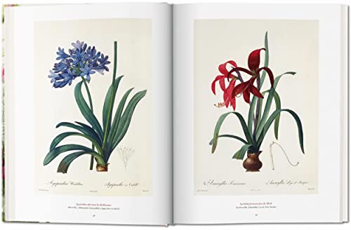 Redouté: The Book of Flowers / Das Buch de Blumen / Le livre des fleurs