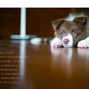 犬のいる暮らし 一生パートナーでいるために知っておきたいこと