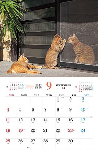 そとねこ (インプレスカレンダー2022)