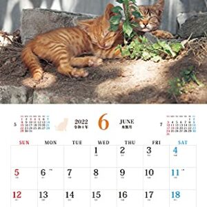 そとねこ (インプレスカレンダー2022)