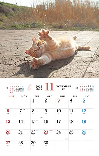 そとねこ (インプレスカレンダー2022)