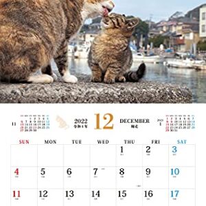 そとねこ (インプレスカレンダー2022)