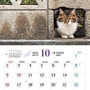 そとねこ (インプレスカレンダー2022)