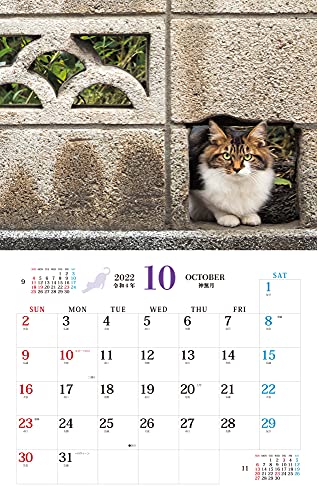 そとねこ (インプレスカレンダー2022)