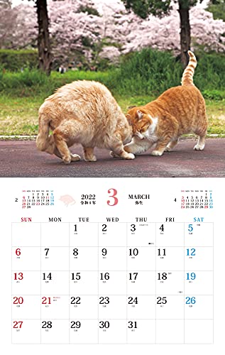 そとねこ (インプレスカレンダー2022)