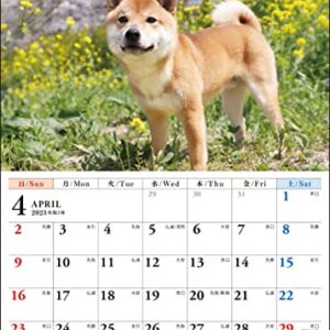 2023 柴犬カレンダー 卓上書き込み式 [B6タテ] 【S3】 (永岡書店のカレンダー)