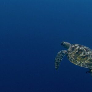 Underwater DVD- The Living Ocean - Relaxing Scenes of the Underwater World