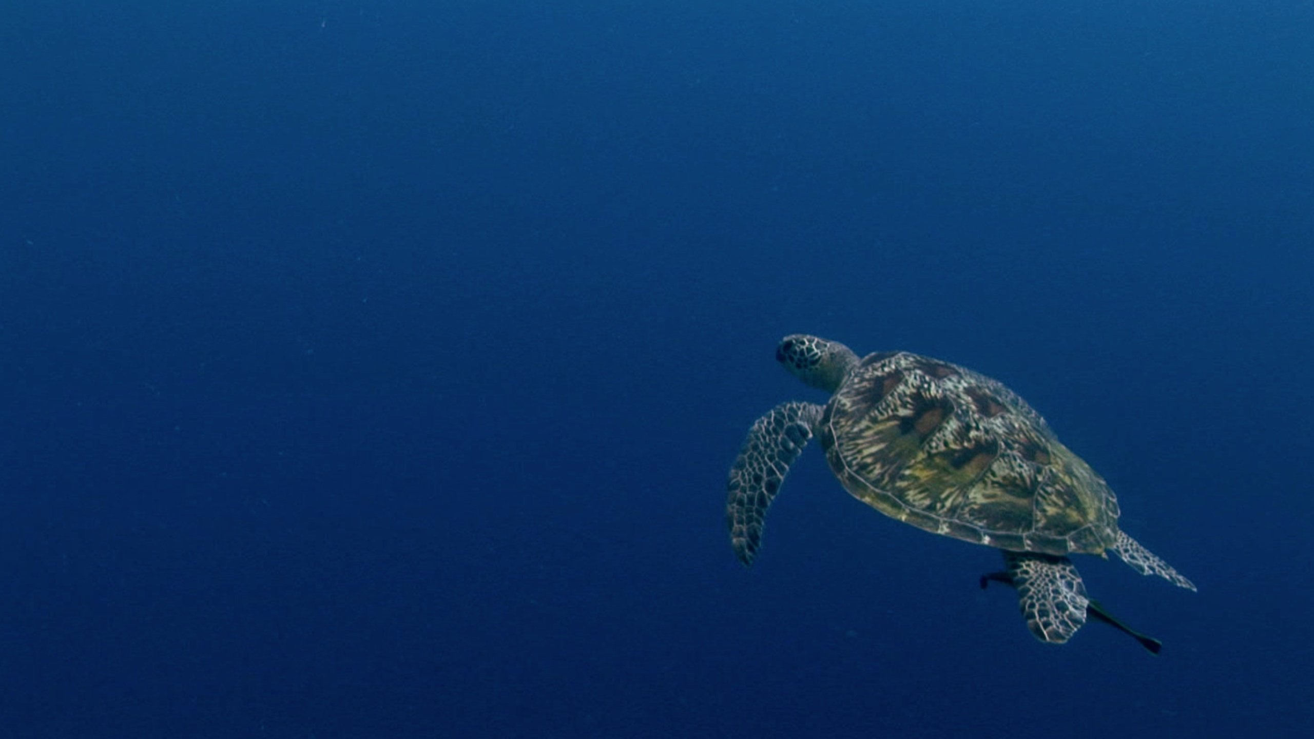 Underwater DVD- The Living Ocean - Relaxing Scenes of the Underwater World