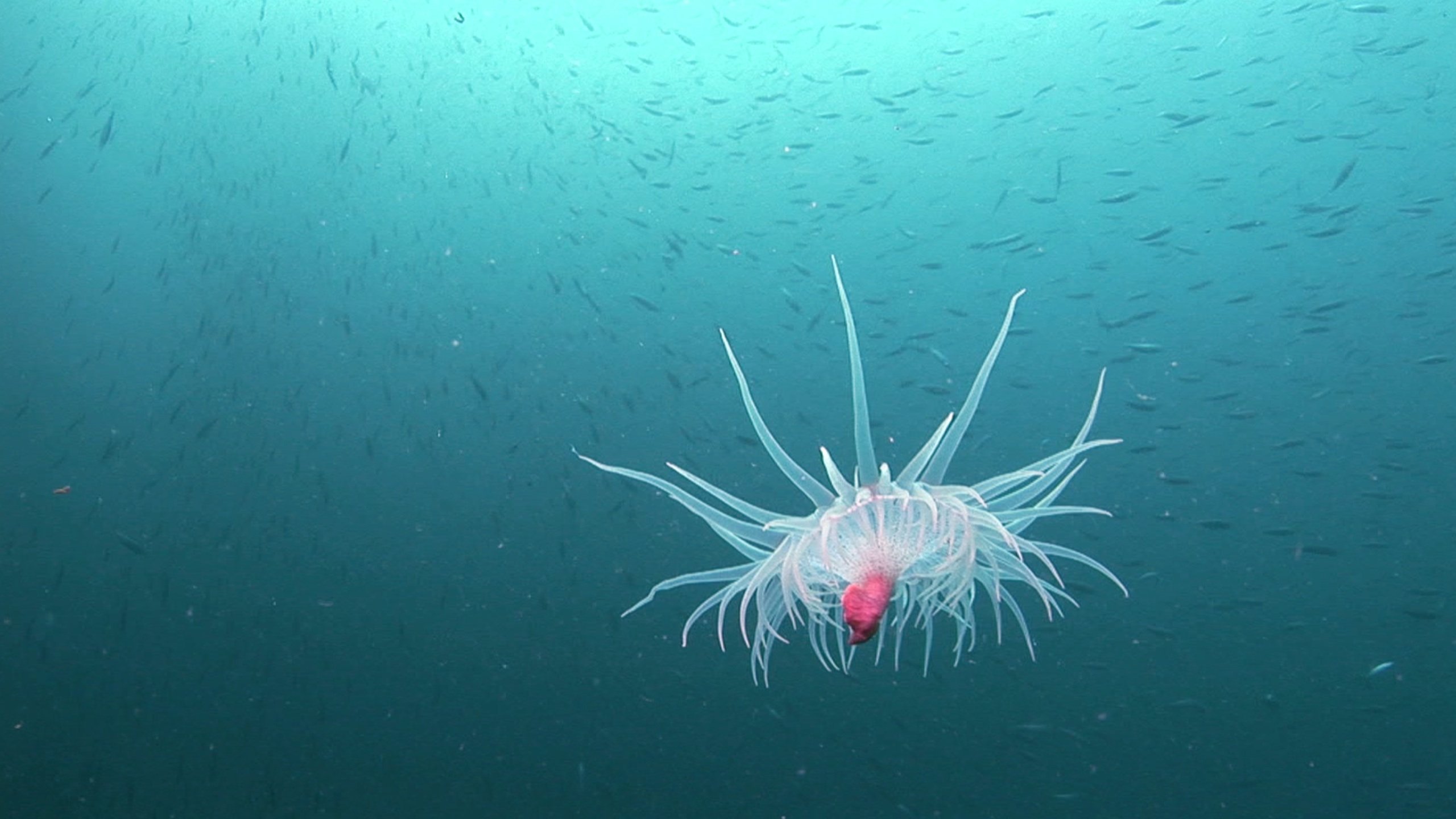 Underwater DVD- The Living Ocean - Relaxing Scenes of the Underwater World