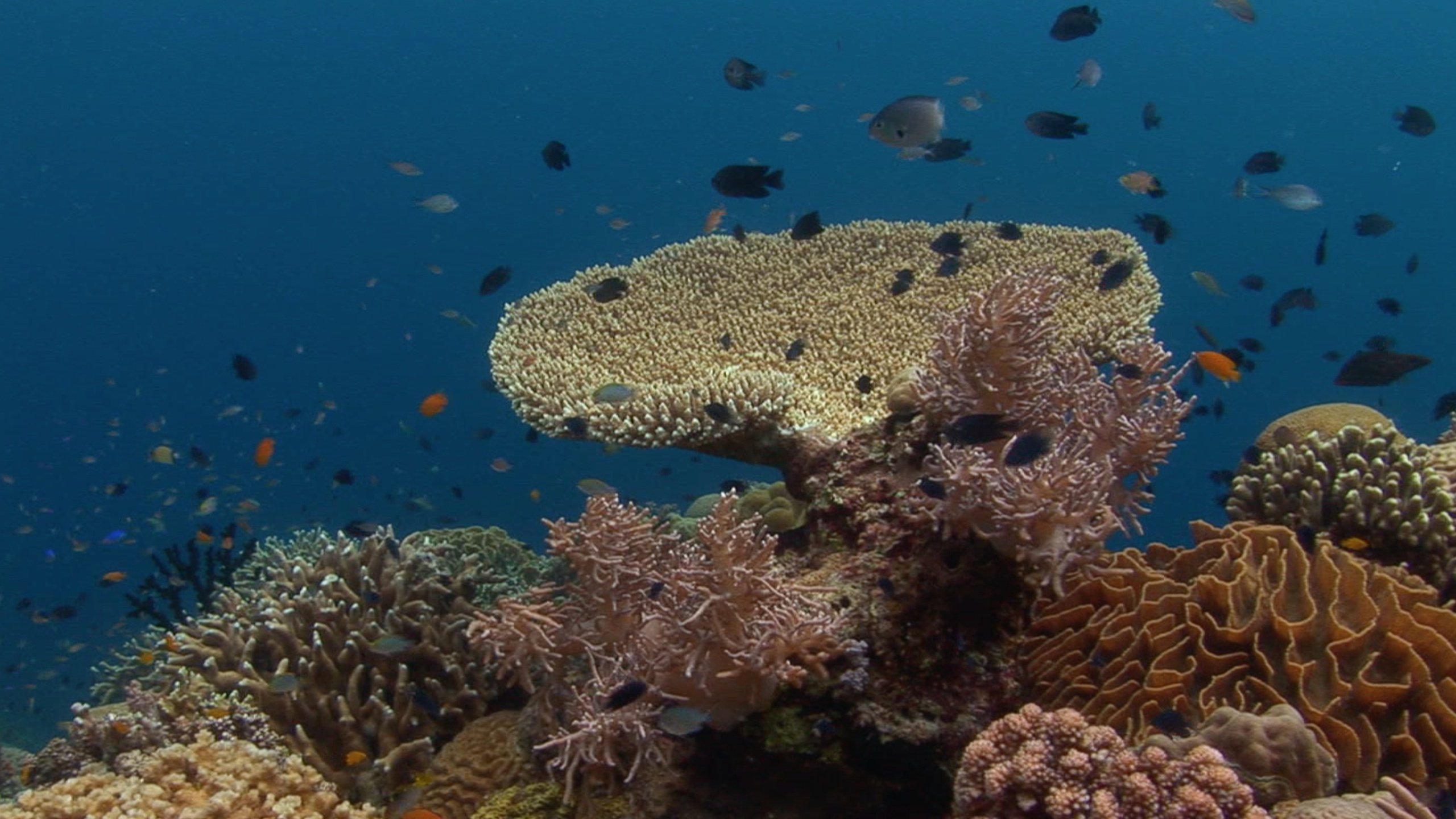 Underwater DVD- The Living Ocean - Relaxing Scenes of the Underwater World