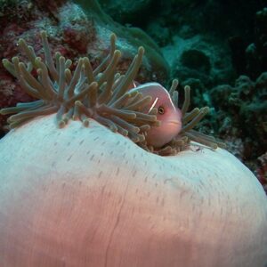 Underwater DVD- The Living Ocean - Relaxing Scenes of the Underwater World