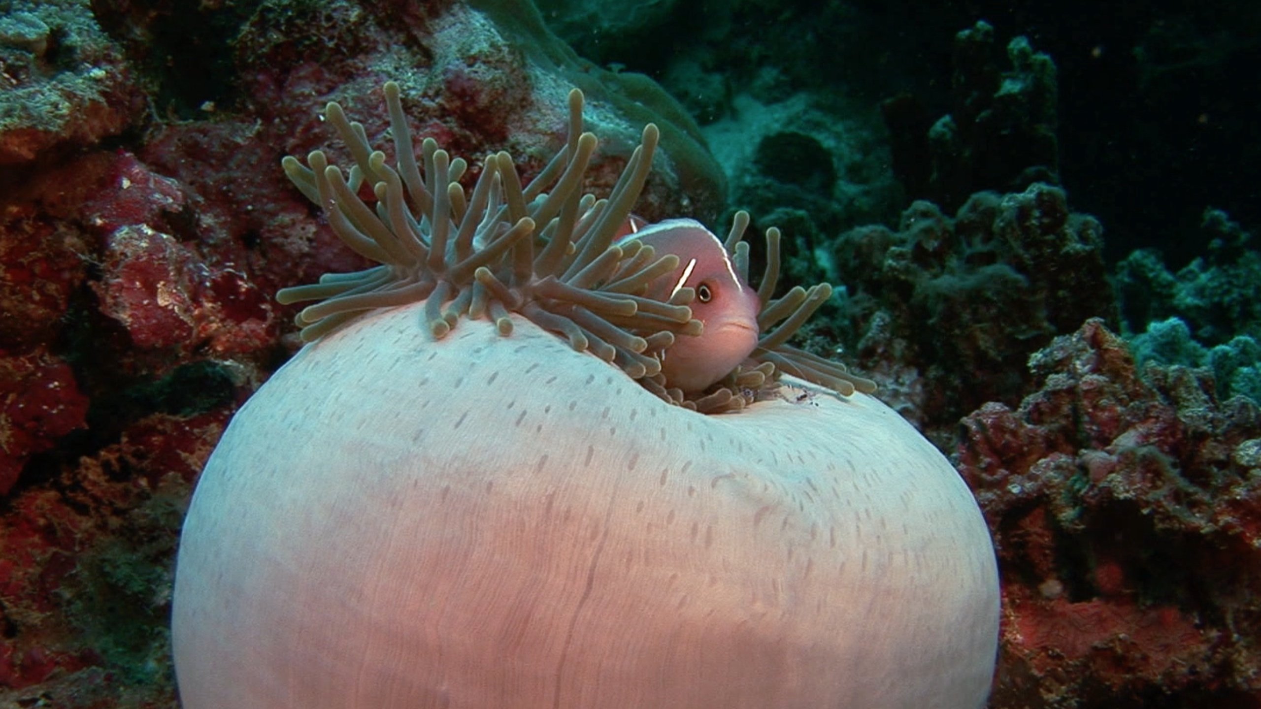 Underwater DVD- The Living Ocean - Relaxing Scenes of the Underwater World