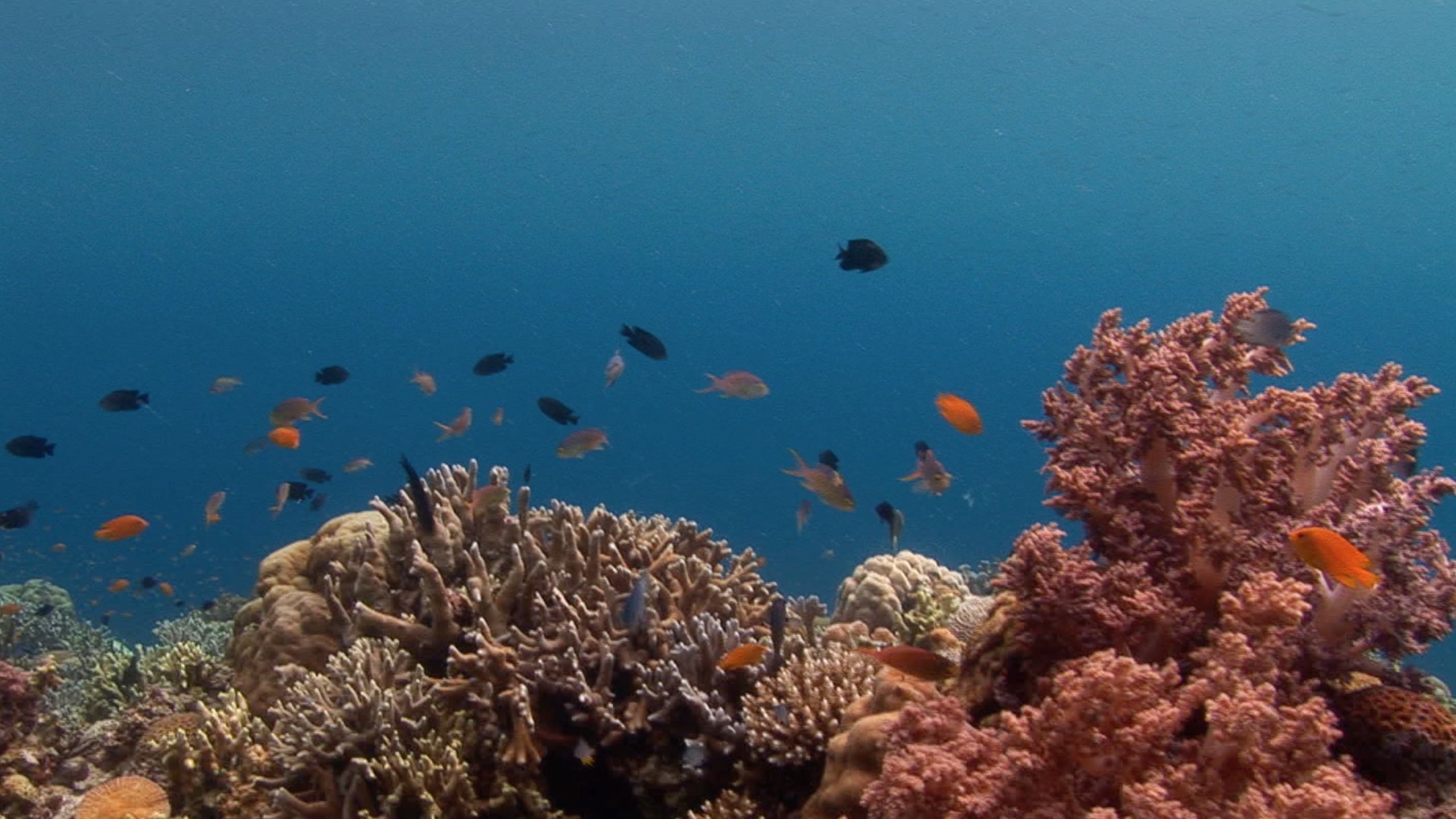 Underwater DVD- The Living Ocean - Relaxing Scenes of the Underwater World