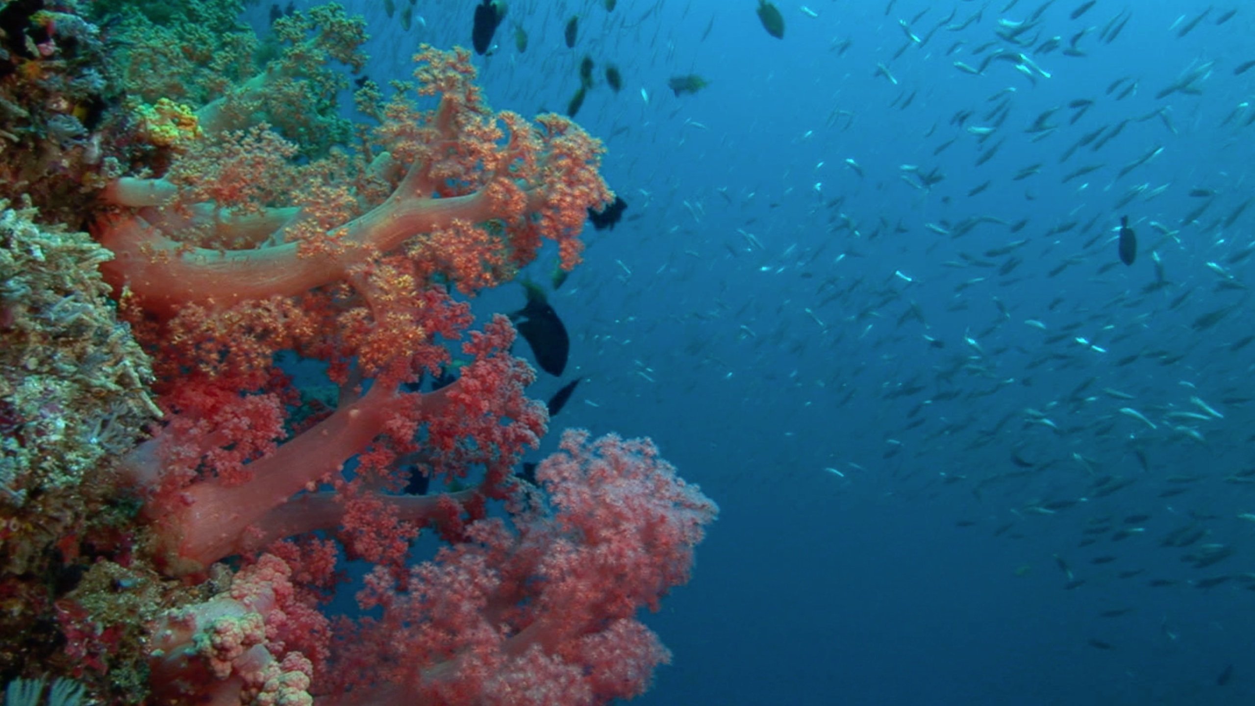 Underwater DVD- The Living Ocean - Relaxing Scenes of the Underwater World