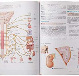 Human Anatomy