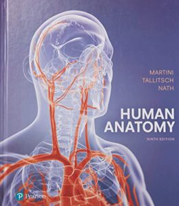 human anatomy