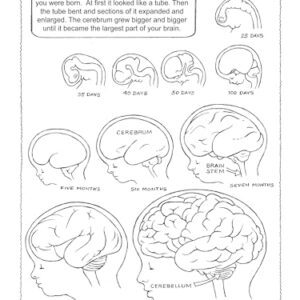 My First Book About the Brain (Dover Science For Kids Coloring Books)