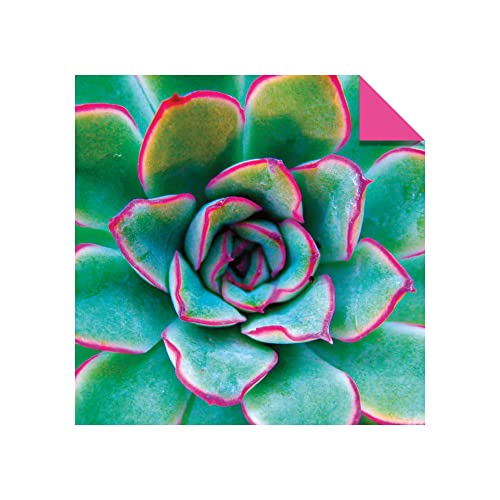 Origami Paper 500 sheets Succulents 6" (15 cm): Tuttle Origami Paper: Double-Sided Origami Sheets with 12 Different Photographs (Instructions for 6 Projects Included)