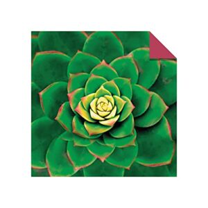 Origami Paper 500 sheets Succulents 6" (15 cm): Tuttle Origami Paper: Double-Sided Origami Sheets with 12 Different Photographs (Instructions for 6 Projects Included)