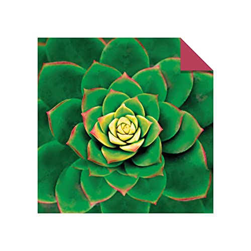 Origami Paper 500 sheets Succulents 6" (15 cm): Tuttle Origami Paper: Double-Sided Origami Sheets with 12 Different Photographs (Instructions for 6 Projects Included)