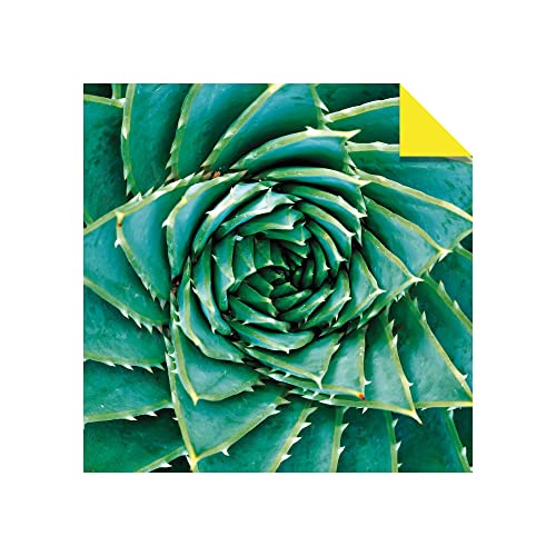 Origami Paper 500 sheets Succulents 6" (15 cm): Tuttle Origami Paper: Double-Sided Origami Sheets with 12 Different Photographs (Instructions for 6 Projects Included)