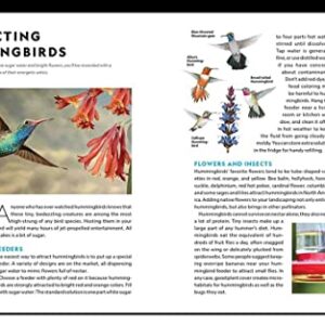 National Geographic Birding Basics: Tips, Tools, and Techniques for Great Bird-watching