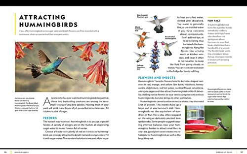 National Geographic Birding Basics: Tips, Tools, and Techniques for Great Bird-watching