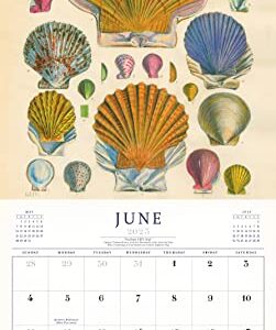 The World of John Derian Wall Calendar 2023: Hand-Colored Works of Art