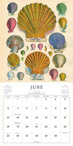 The World of John Derian Wall Calendar 2023: Hand-Colored Works of Art