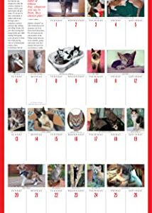 365 Kittens-A-Year Picture-A-Day Wall Calendar 2023: Absolutely Spilling Over With Kittens