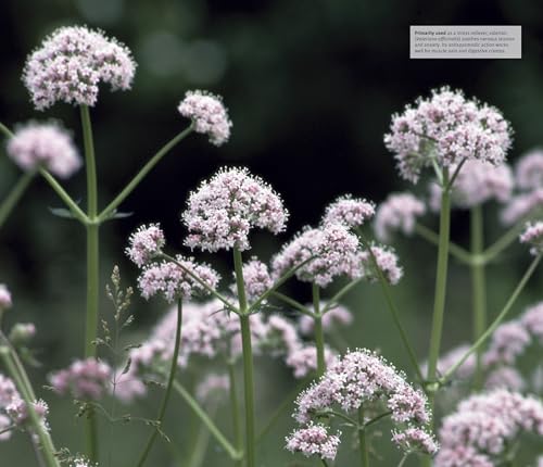 Herbal Remedies Handbook: More Than 140 Plant Profiles; Remedies for Over 50 Common Conditions