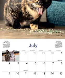 Cats on Catnip Wall Calendar 2023: A Year of Cats Living the High Life and Feeling Niiiiice