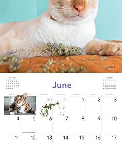 Cats on Catnip Wall Calendar 2023: A Year of Cats Living the High Life and Feeling Niiiiice