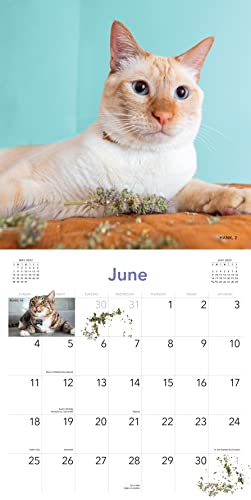 Cats on Catnip Wall Calendar 2023: A Year of Cats Living the High Life and Feeling Niiiiice