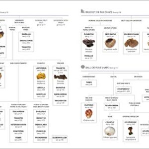 Mushrooms: How to Identify and Gather Wild Mushrooms and Other Fungi