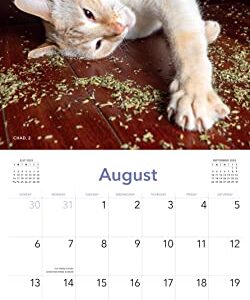 Cats on Catnip Wall Calendar 2023: A Year of Cats Living the High Life and Feeling Niiiiice