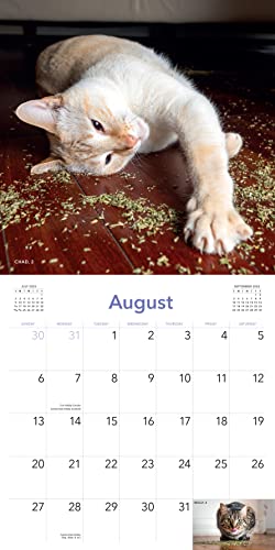 Cats on Catnip Wall Calendar 2023: A Year of Cats Living the High Life and Feeling Niiiiice