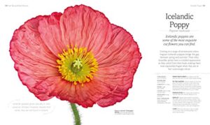 The Flower Book: Let the Beauty of Each Bloom Speak for Itself