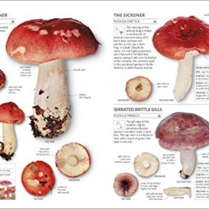 Mushrooms: How to Identify and Gather Wild Mushrooms and Other Fungi