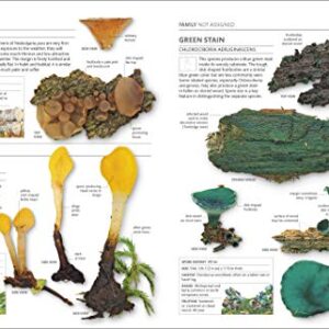 Mushrooms: How to Identify and Gather Wild Mushrooms and Other Fungi