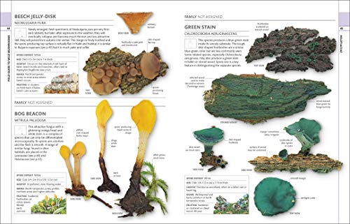 Mushrooms: How to Identify and Gather Wild Mushrooms and Other Fungi