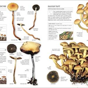 Mushrooms: How to Identify and Gather Wild Mushrooms and Other Fungi