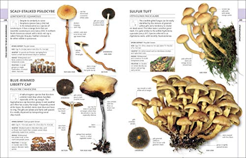 Mushrooms: How to Identify and Gather Wild Mushrooms and Other Fungi